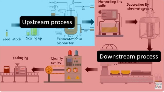 Bioprocessing Overview_ Upstream and Downstream Processes.pptx