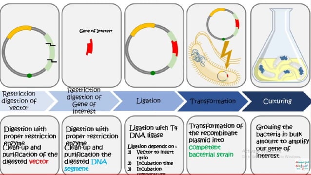 Bioprocessing Overview_ Upstream and Downstream Processes.pptx