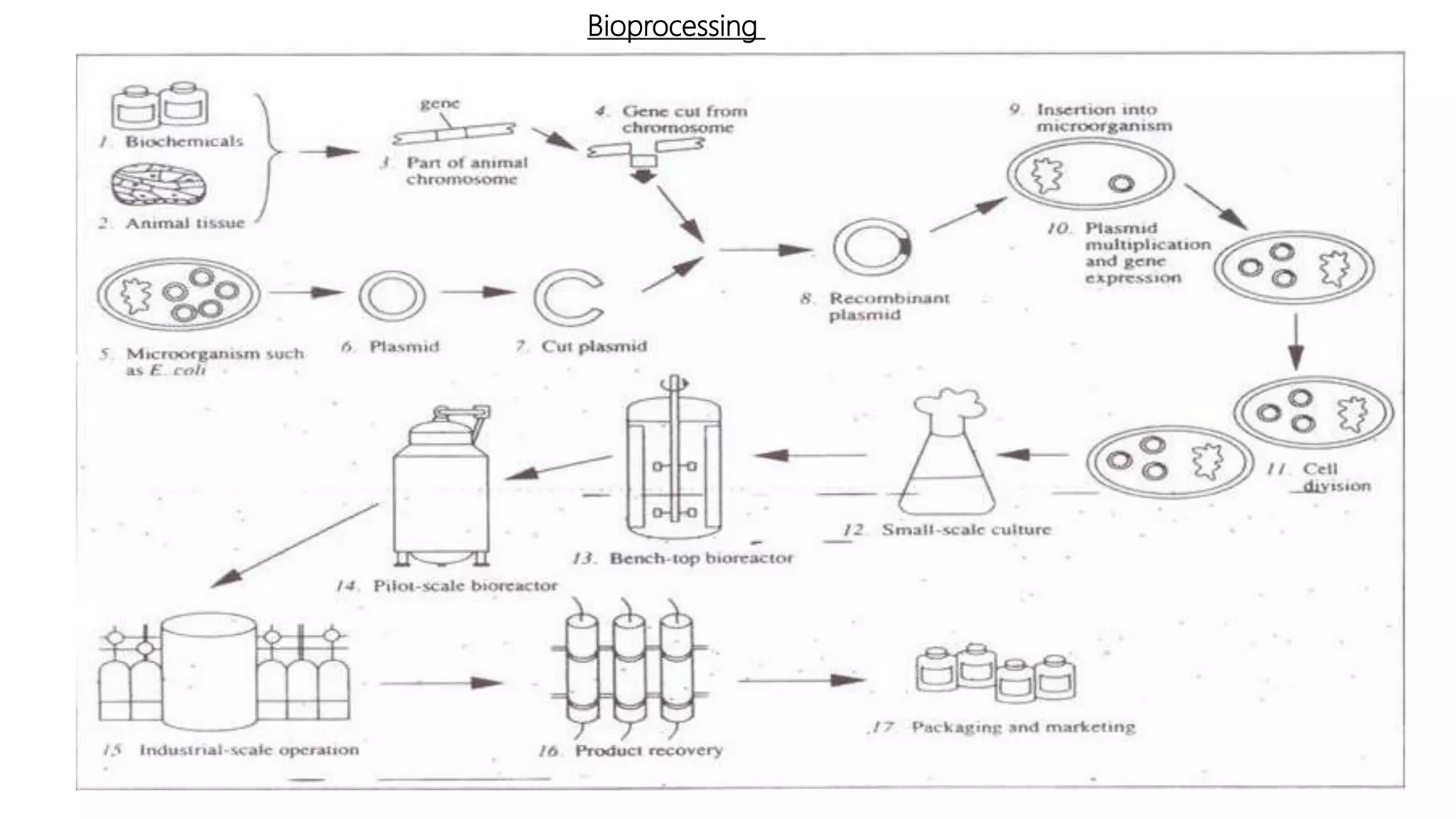 Bioprocess unit 1a | PPTX