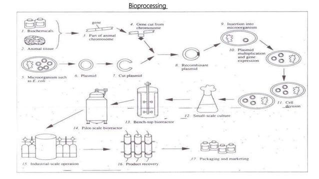 Bioprocess unit 1a | PPTX | Chemistry | Science