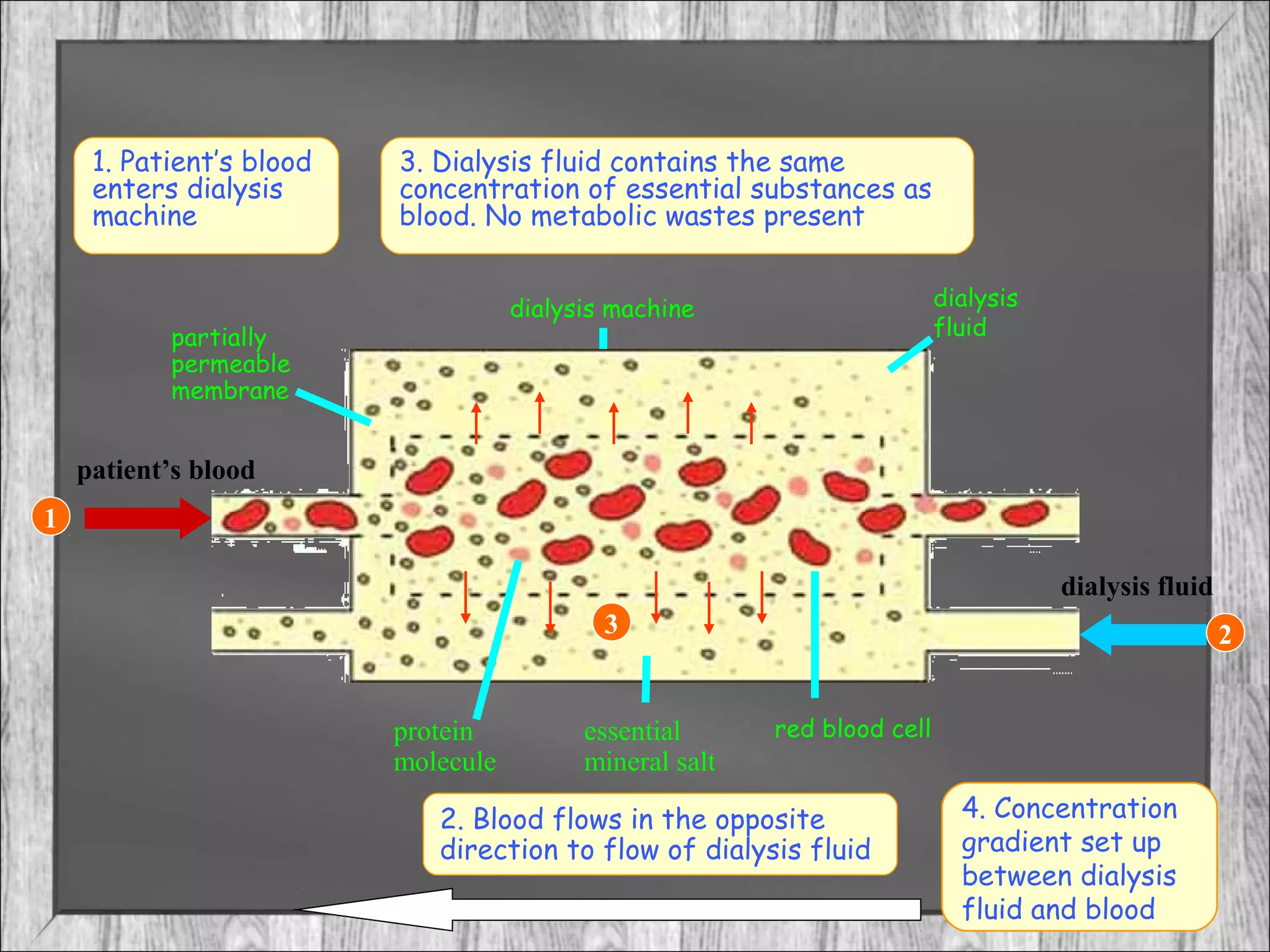 Bio project!!! | PPT