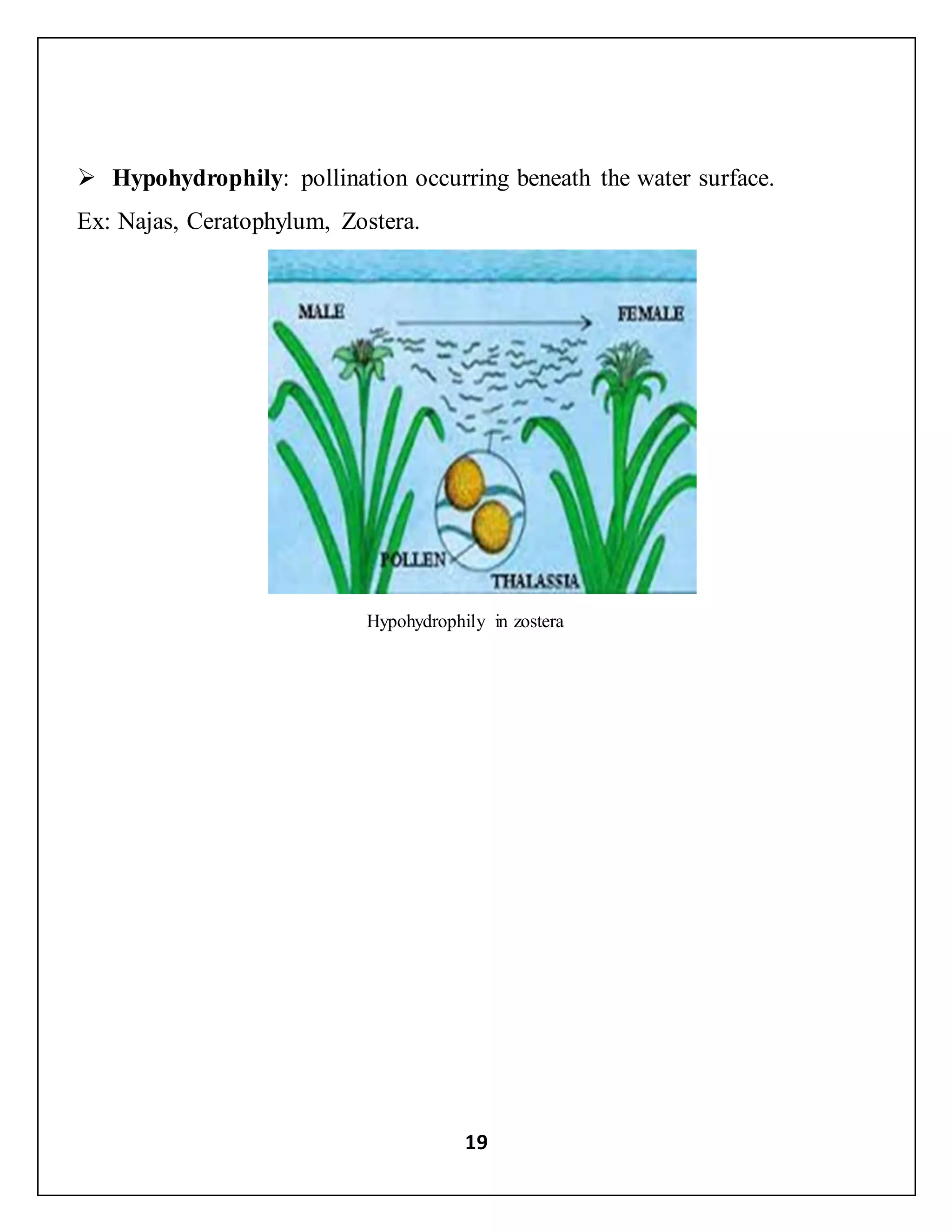 POLLINATION :Biology Investigatory project | DOCX