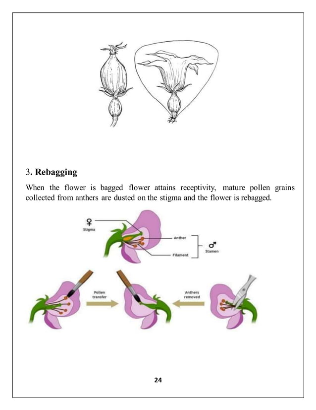 POLLINATION :Biology Investigatory project | DOCX