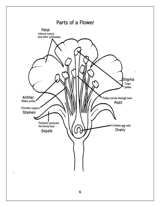 POLLINATION :Biology Investigatory project | DOCX