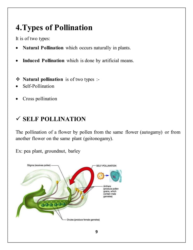 POLLINATION :Biology Investigatory project | DOCX