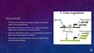 Crystallin | PPTX | Eye and Vision Conditions | Diseases and Conditions