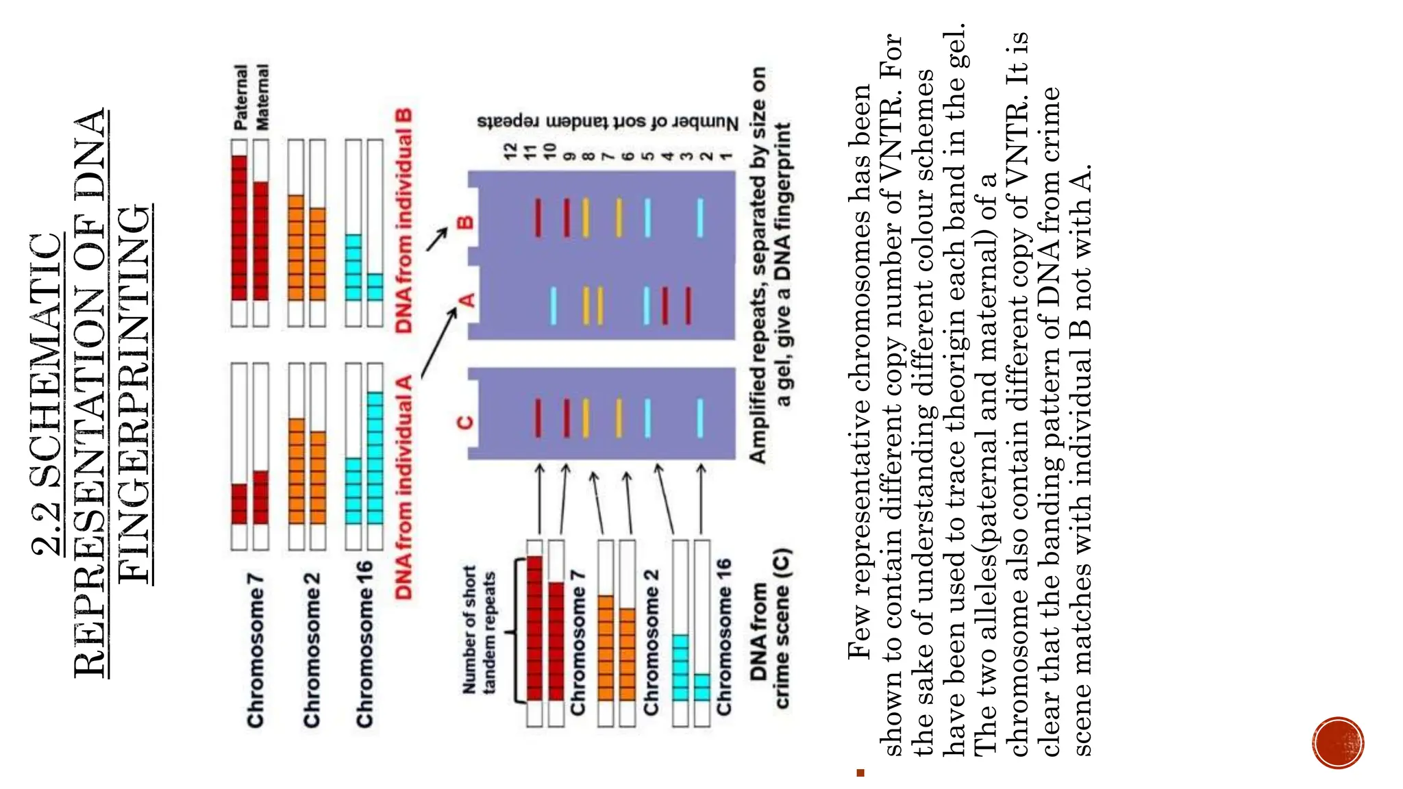 Bio project.pptx dna fingerprinting for students | PPT