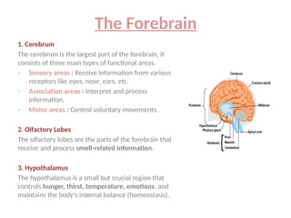 biology project presentation on the topic The human brain | PPTX