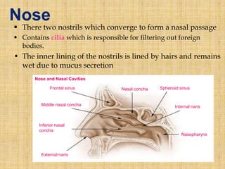 Biology Repsiration tenth class ppt | PPTX