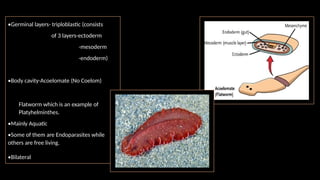 bio project platyhelminthesbiologyeleven.pptx