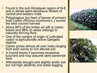 ERICULTURE ---A BIOPROSPECTING FOR SUPPLEMENTING LIVELIHOOD | PPT