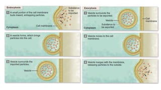 Bioproses dalam Sel | PPTX