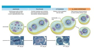 Bioproses dalam Sel | PPTX