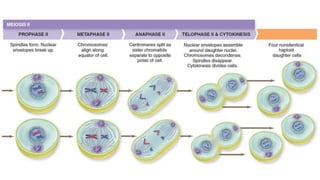 Bioproses dalam Sel | PPTX