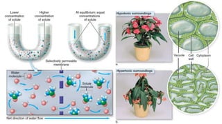 Bioproses dalam Sel | PPTX