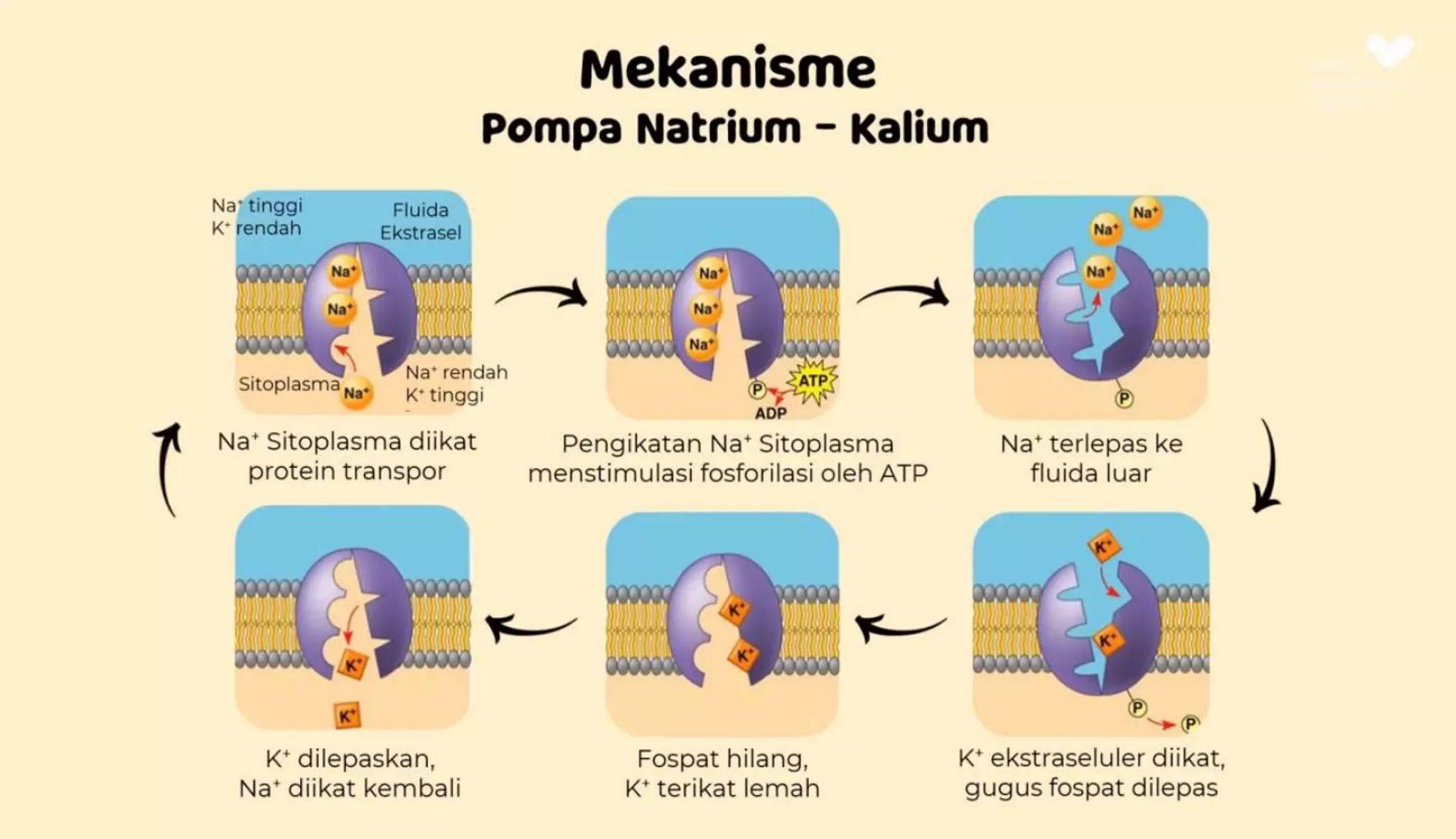 Bioproses Sel Part 1.pptx