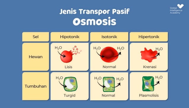 Bioproses Sel Part 1.pptx