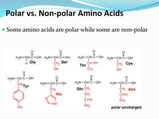 bio protein.ppt