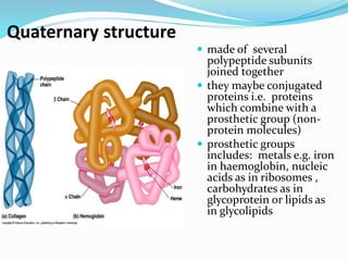 bio protein.ppt