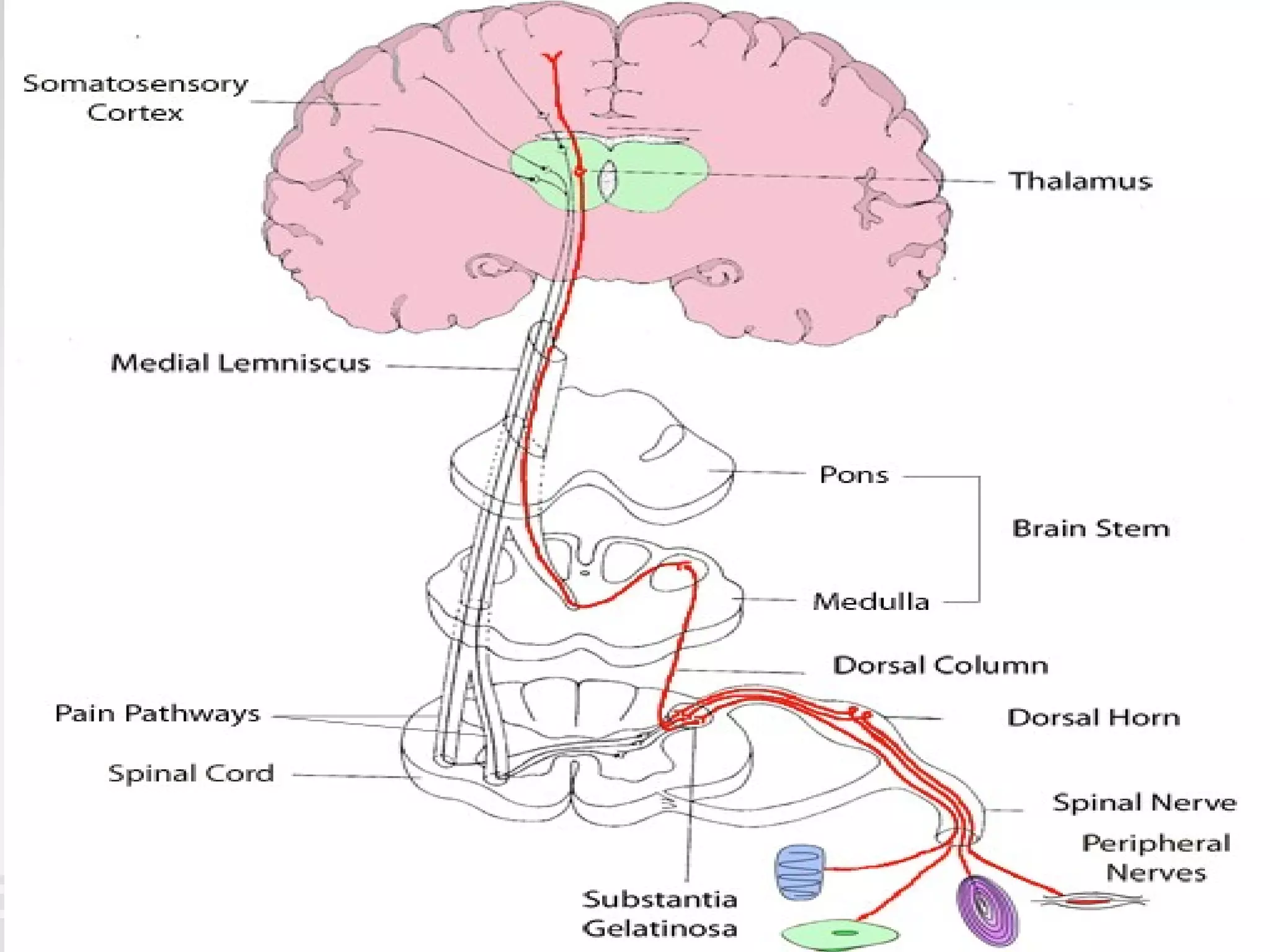 Neural Pathway | PPT