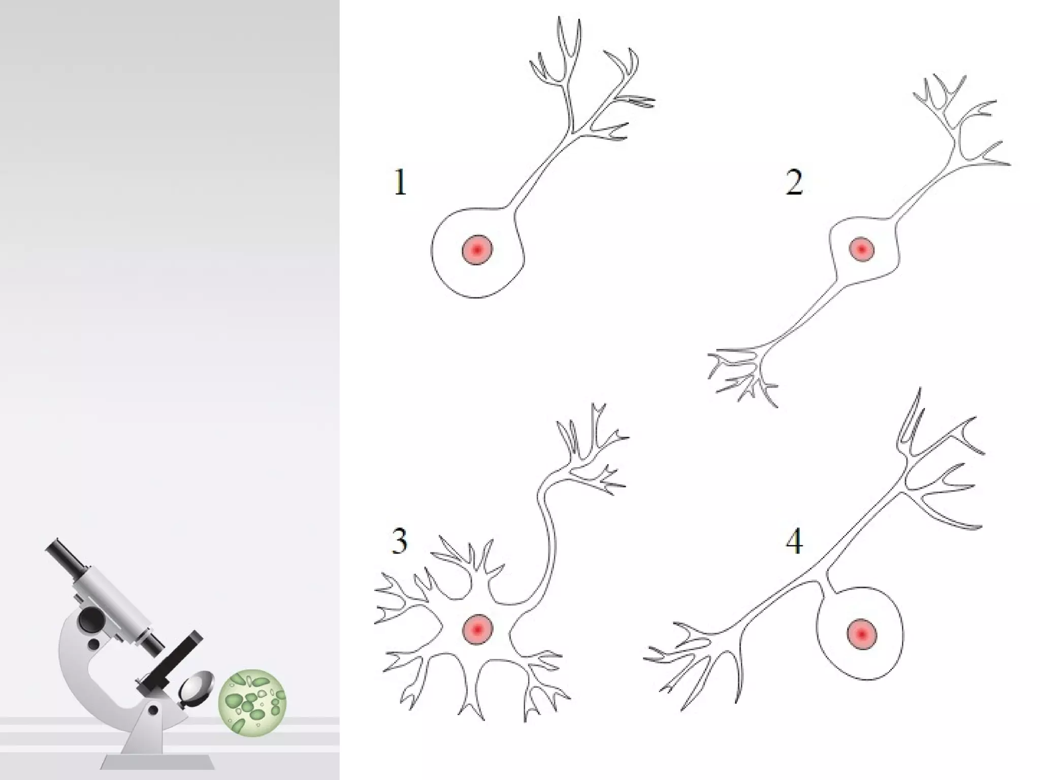 Neural Pathway | PPT