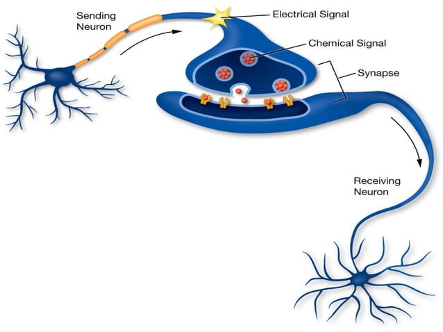Neural Pathway | PPT | Brain and Nervous System Disorders | Diseases ...