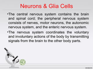 Neural Pathway | PPT