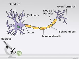 Neural Pathway | PPT