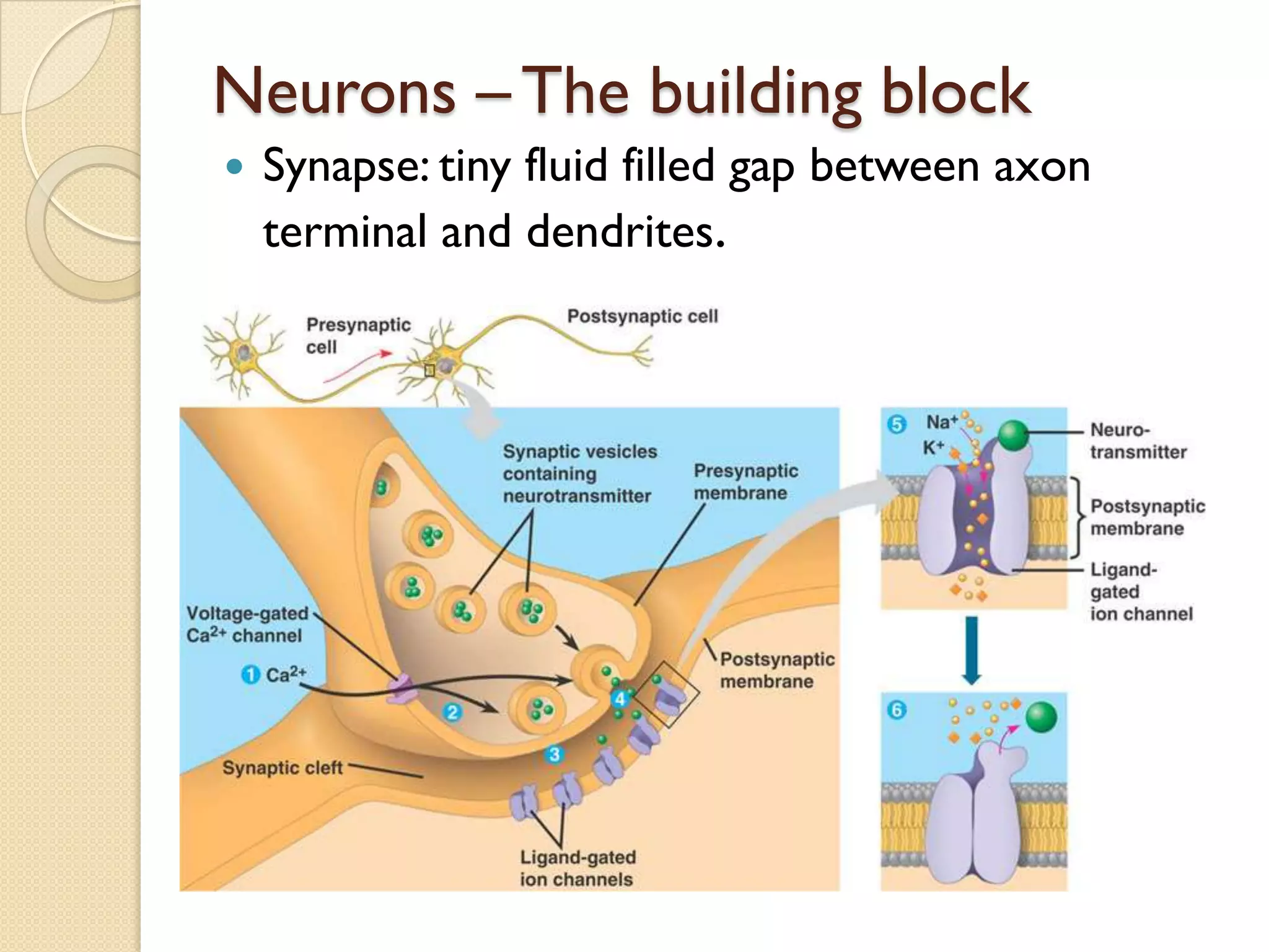 Bio psychology | PPTX