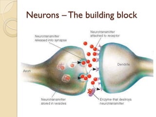 Bio psychology | PPT