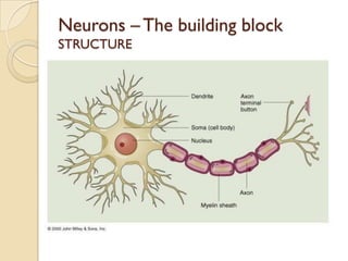 Bio psychology | PPT