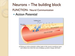 Bio psychology | PPT