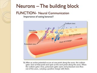 Bio psychology | PPT