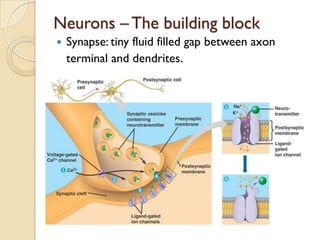 Bio psychology | PPT