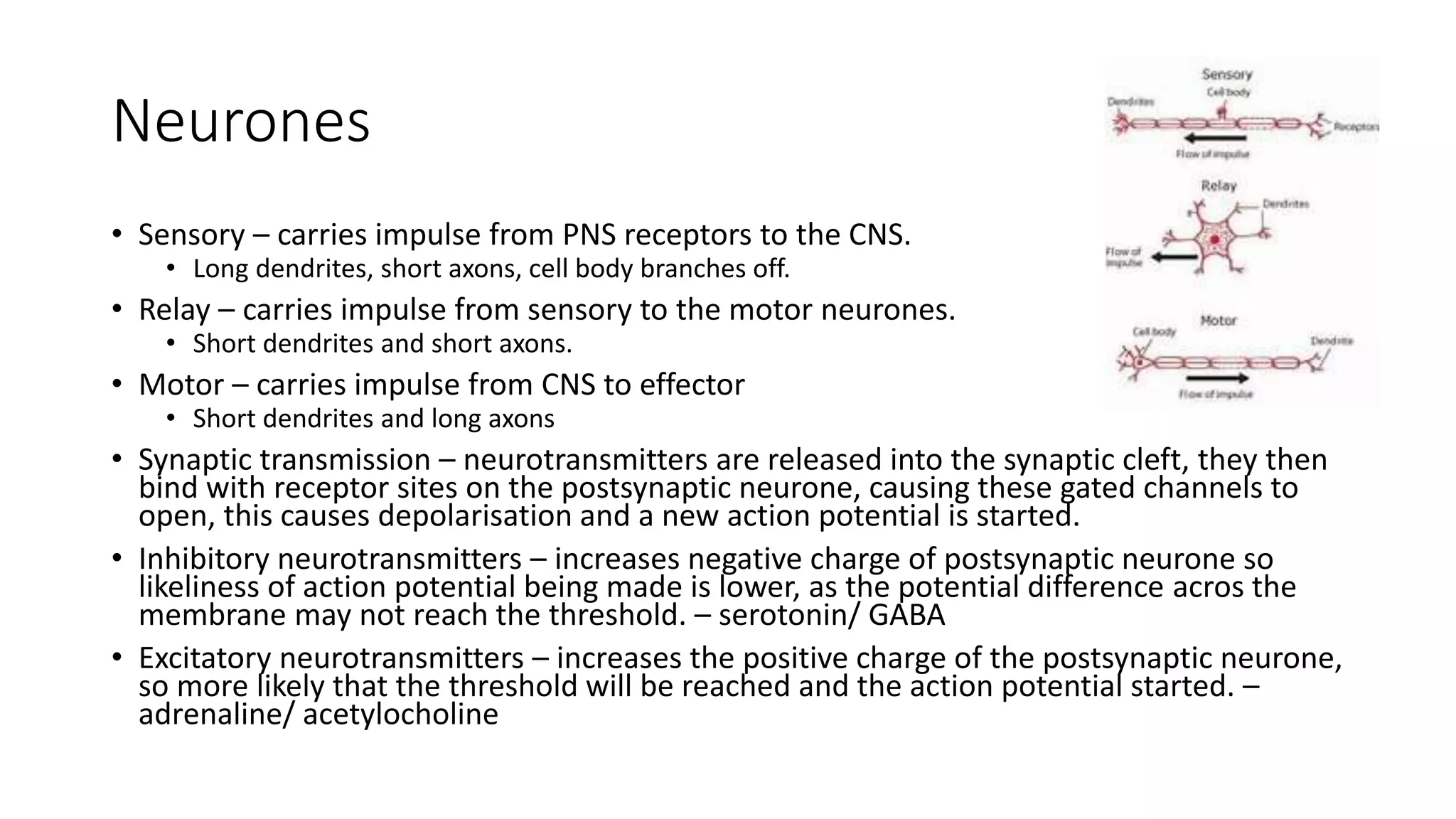 Biopsychology revision - AQA A Level Psychology | PPTX