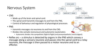 Biopsychology revision - AQA A Level Psychology | PPTX | Endocrine and ...