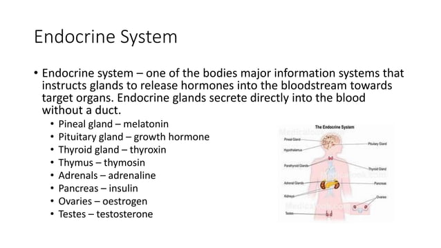 Biopsychology revision - AQA A Level Psychology | PPTX | Endocrine and ...