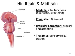 Ch03 Biopsychology | PDF
