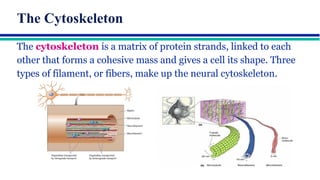 Comprehensive Overview of Neuron Structure, Function, and Communication ...