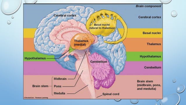 Biopsycho socio pathology of pain sleep sensory deprivation ...
