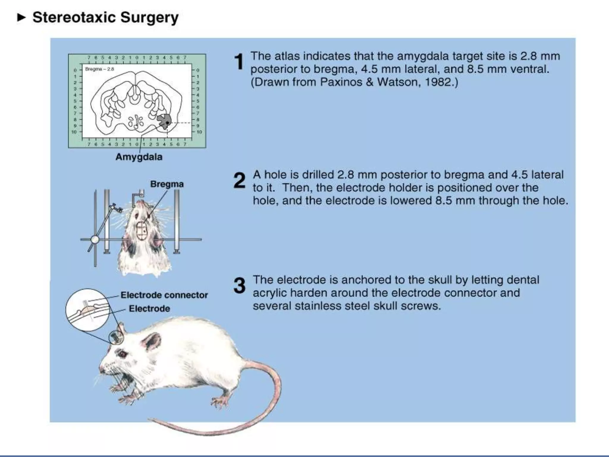 biopsyc methods.ppt