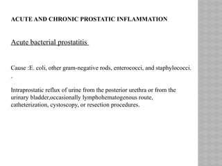 Biopsy interpretation of prostate disease | PPTX