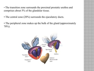 Biopsy interpretation of prostate disease | PPTX