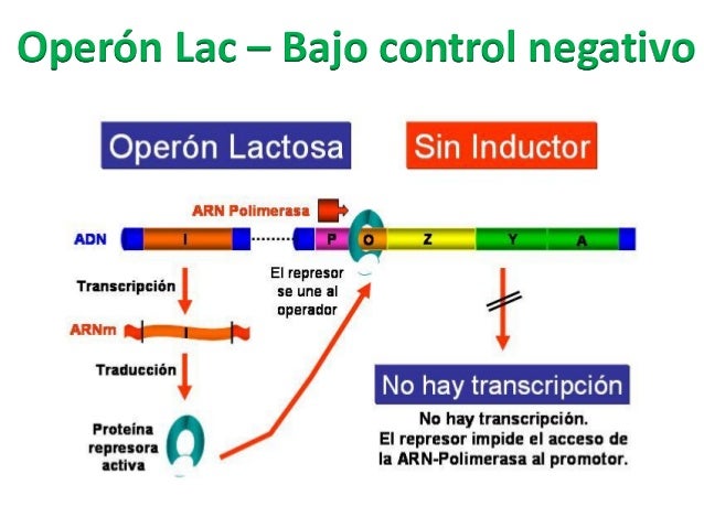 Regulación de la expresión génica en procariotas: operon lac
