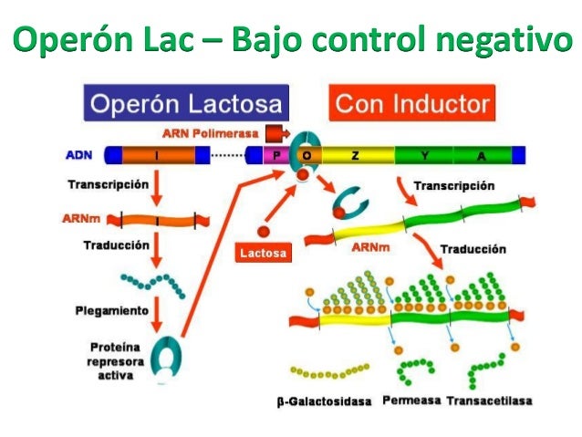 Regulación de la expresión génica en procariotas: operon lac