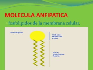 Bioquimica | PPTX
