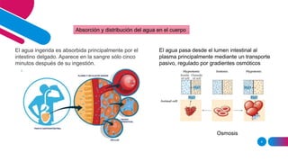 bioquimica-propiedades del agua.pptx