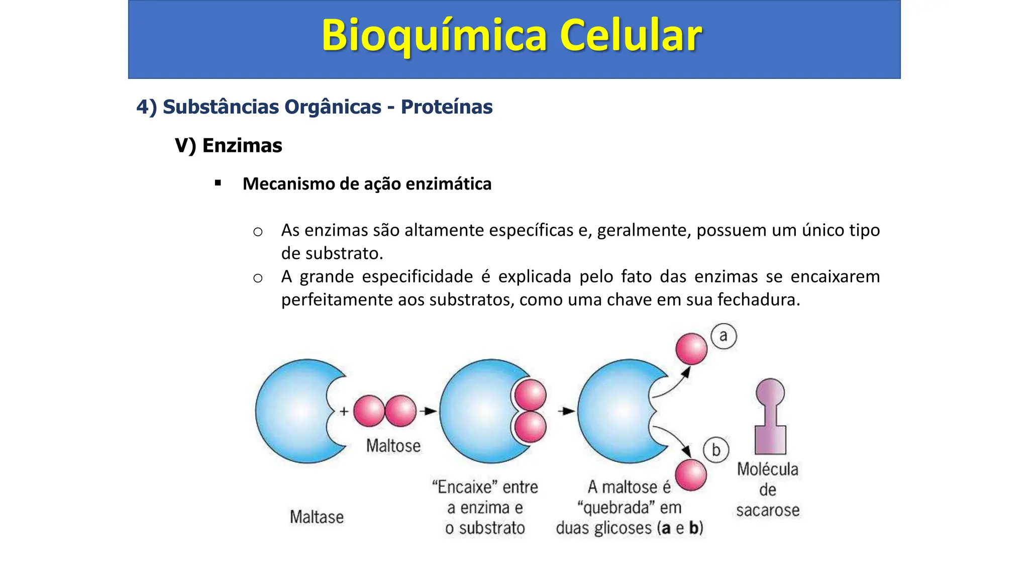 BIOQUIMICA CELULAR .pptx | Chemistry | Science
