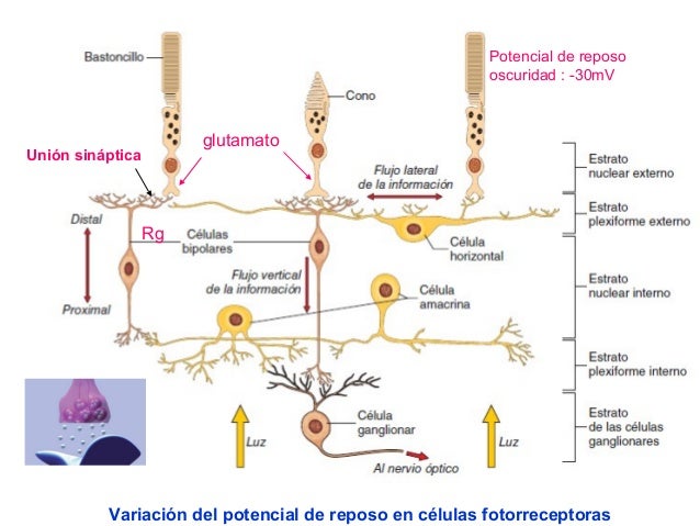 Bioquimica de la vision