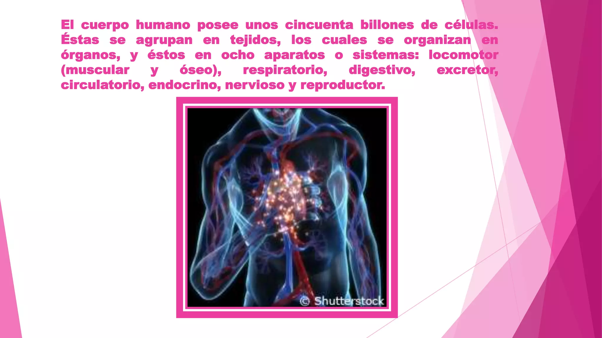 Bioquimica del cuerpo humano | PPT